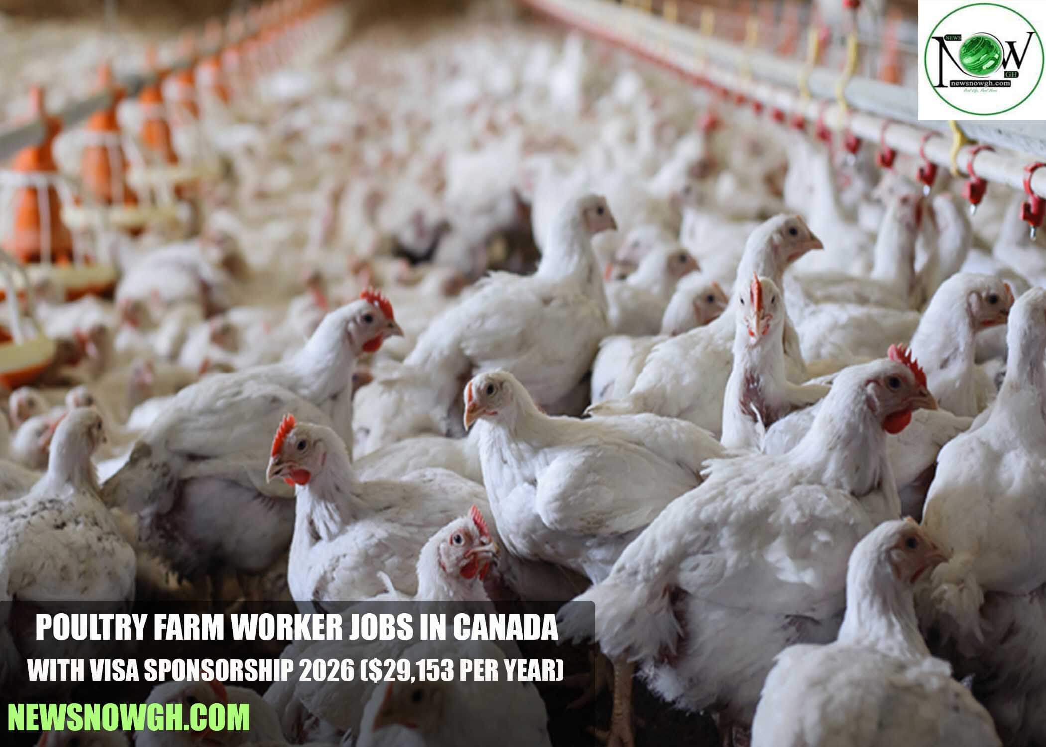 Poultry Farm Worker Jobs in Canada with Visa Sponsorship 2026 ($29,153 ...